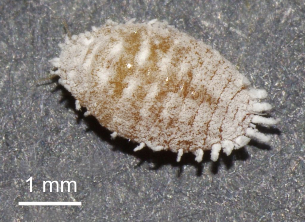 Dit is wolluis en zo kom je er van af! - Do it yourself-ers